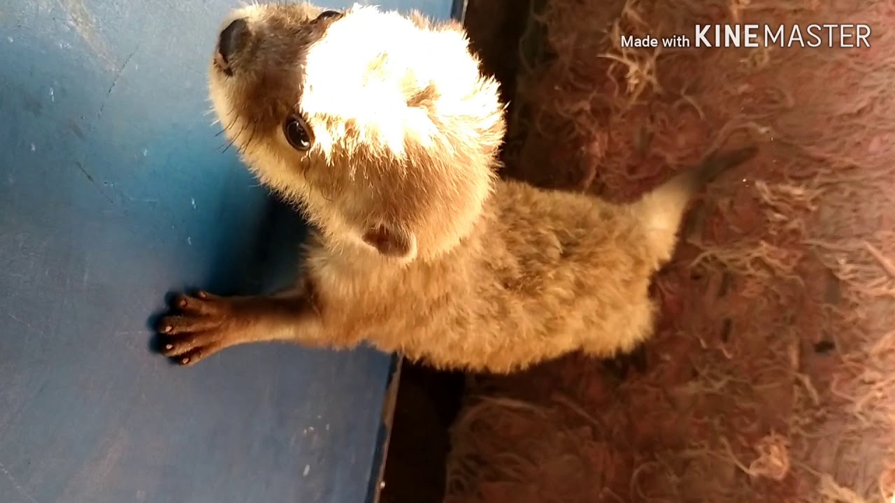 Jojo Si Baby Otter Habis Mandi/Mengeringkan badan dan Nyusu - YouTube