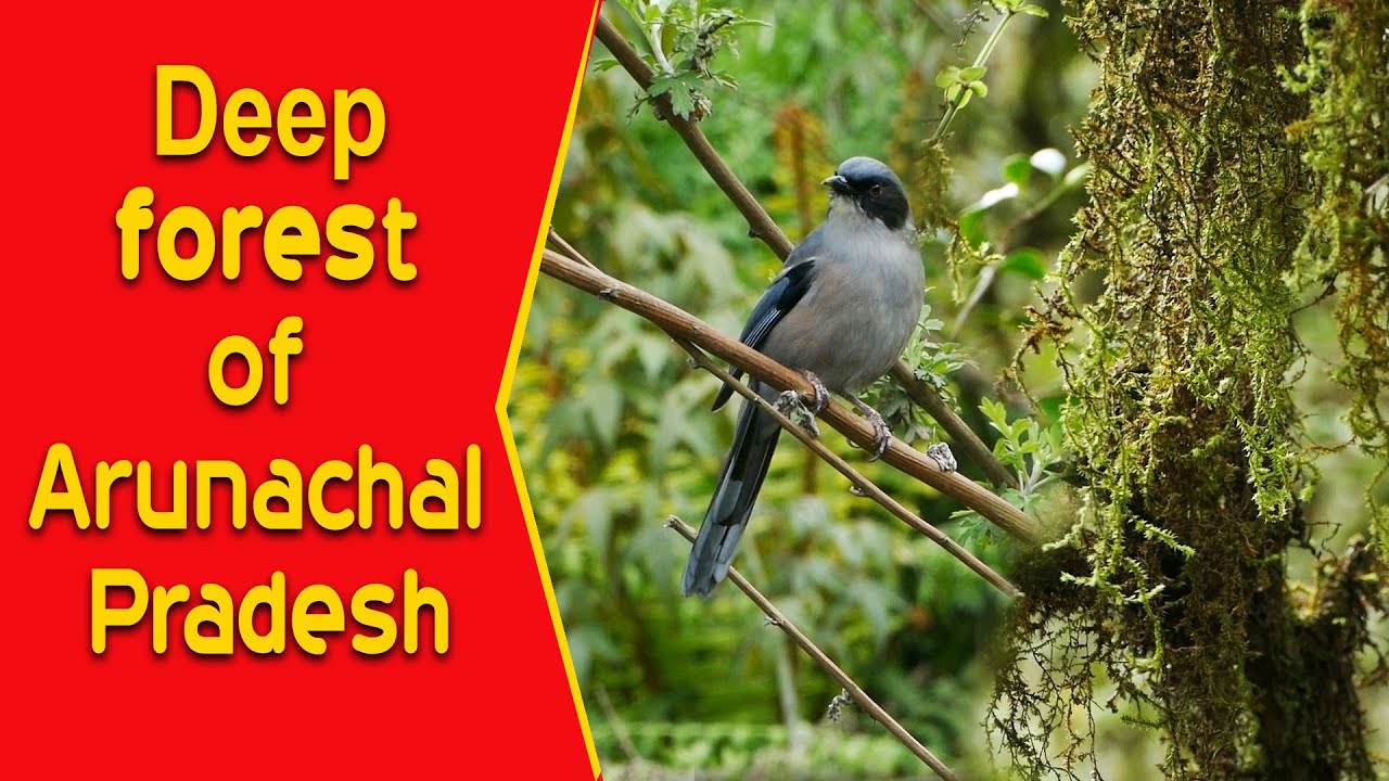 Travel Videos, The deep forest of Arunachal Pradesh, India - YouTube