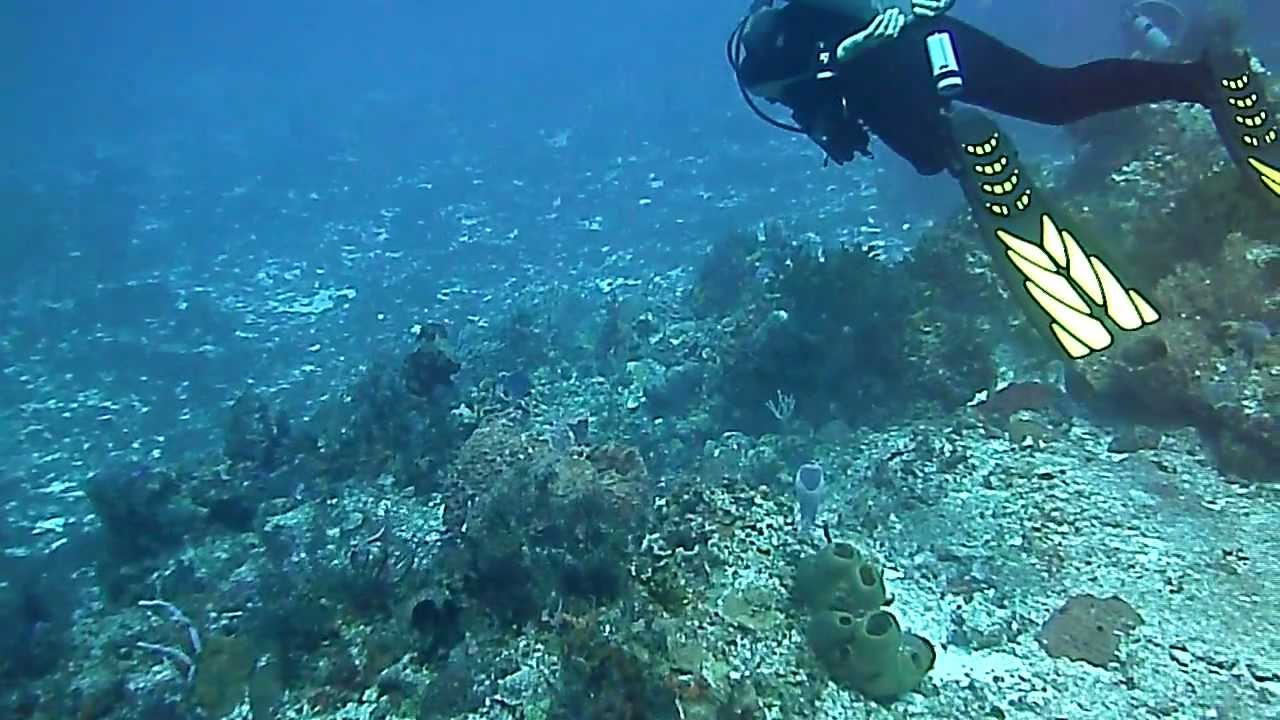 La Francesa Reef - Cozumel - YouTube