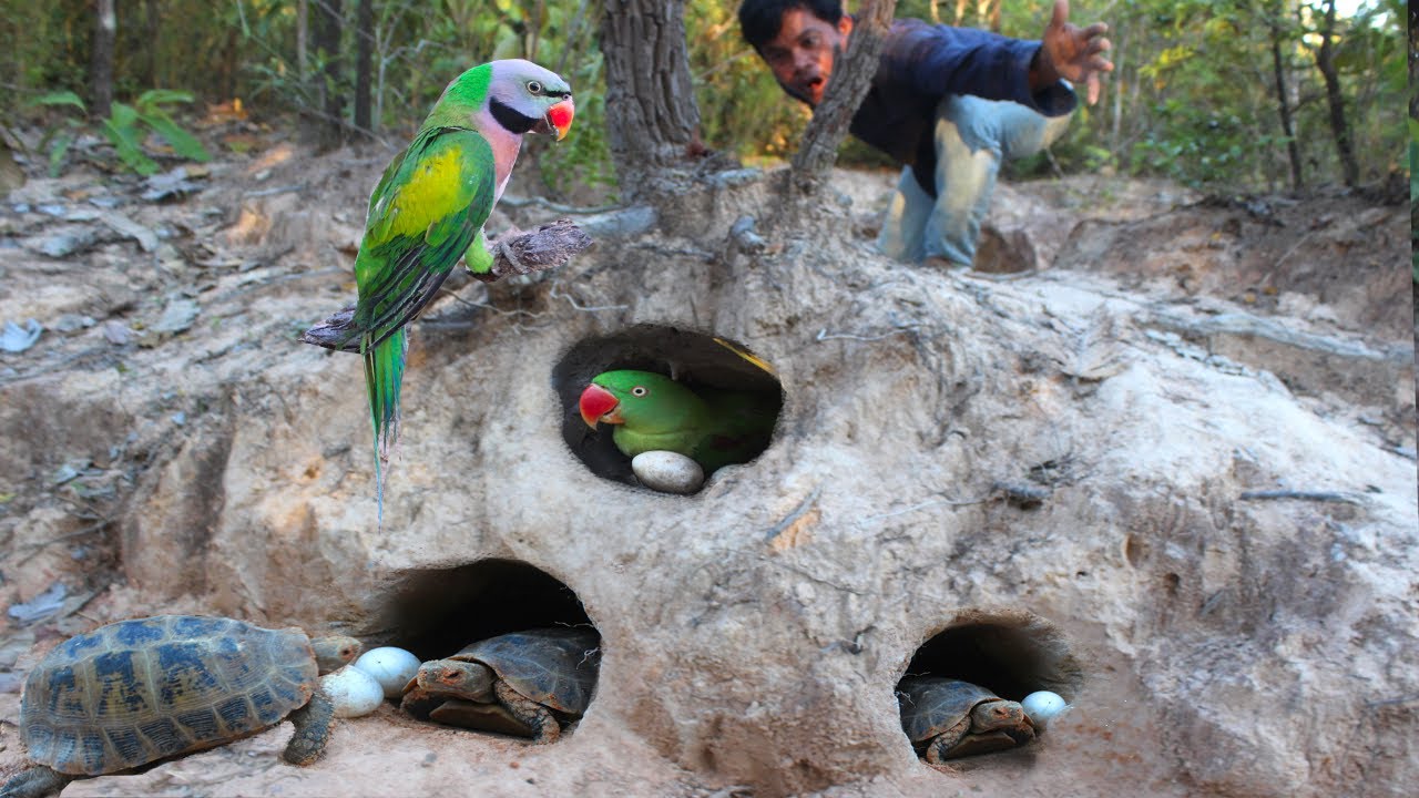 Rare video of a man seeing a parrot and a turtle in a hole near the ...
