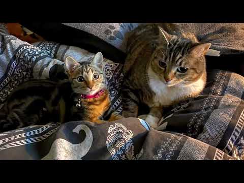 Coco & Chloe ( I can buy myself flowers, Miley Cyrus) - YouTube