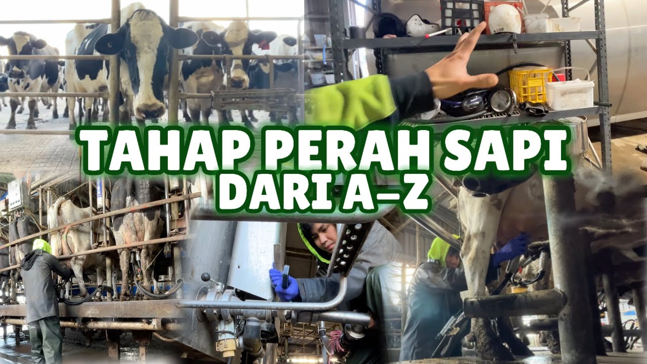 DETAIL BANGET! NONTON INI LANGSUNG BISA JADI PEMERAH SAPI! - YouTube