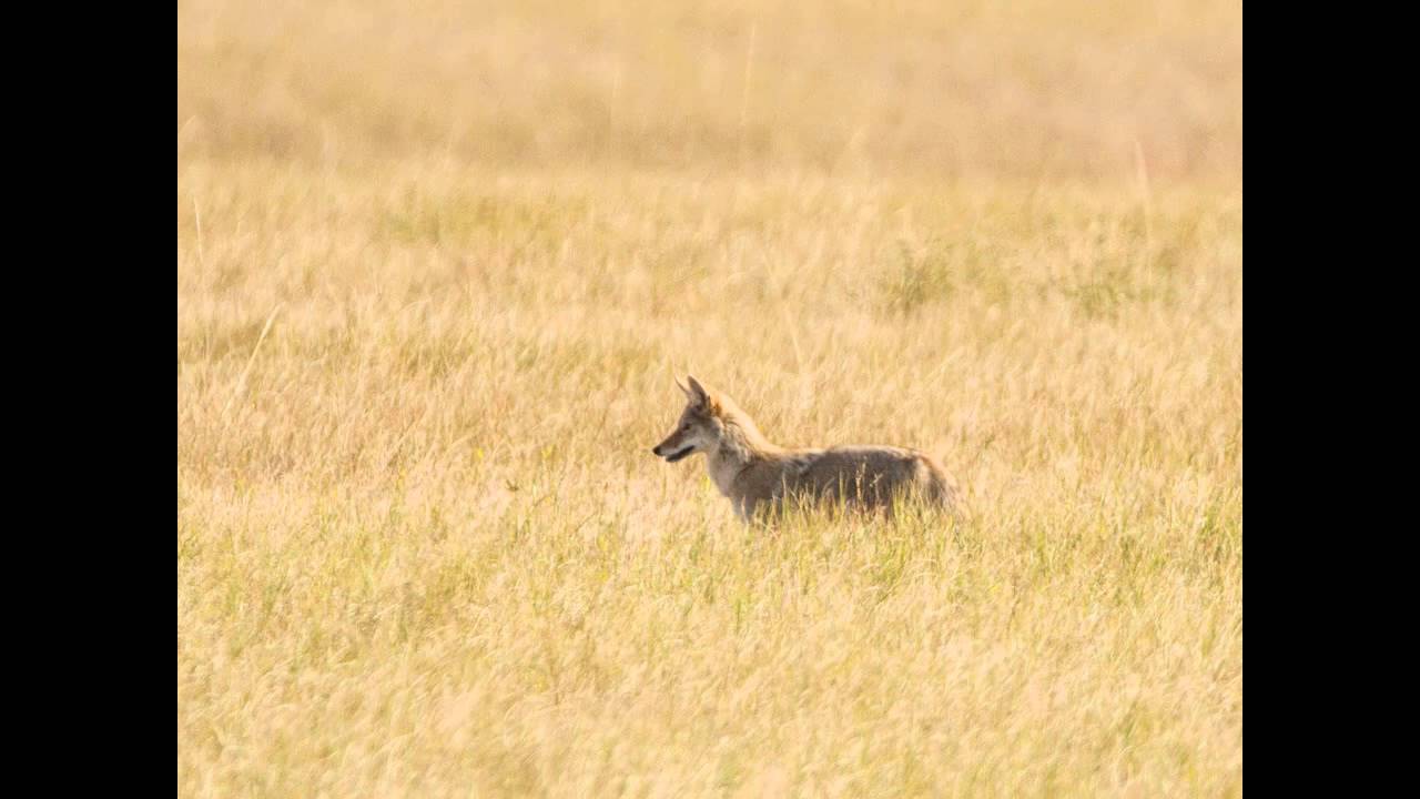 Coyote at the Badlands of South Dakota - YouTube