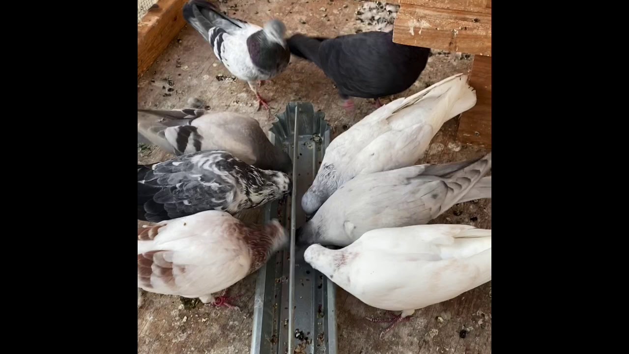 New Racing Pigeons + New Young Tippler Flyers - YouTube