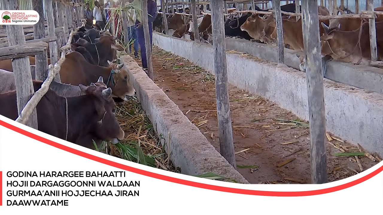 Godina Harargee Bahaatti hojii Dargaggoonni waldaan gurmaa’anii ...