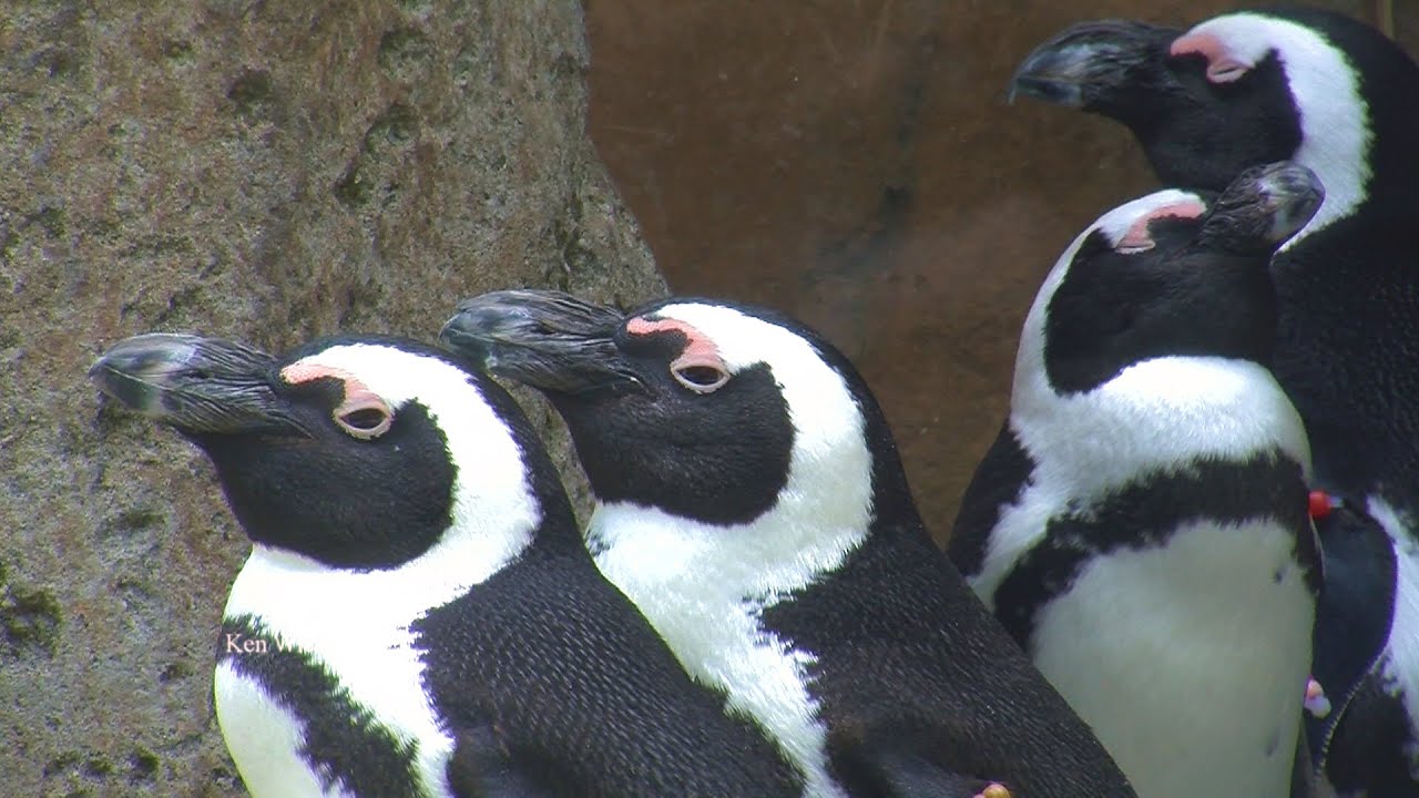 Penguins swimming in a glass pool - YouTube