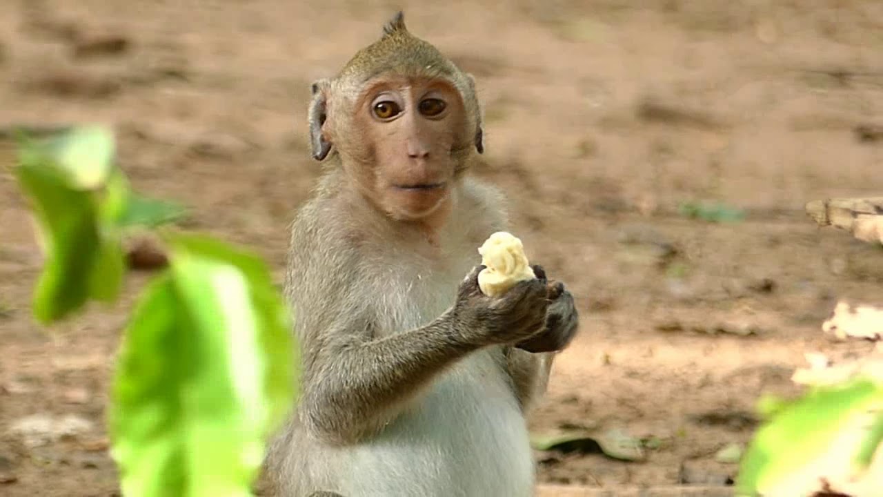Hungry Poor Monkey Janet | News Baby Monkey - YouTube