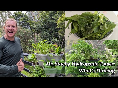 Mr. Stacky Hydroponic Tower Review - Here's What's Thrived - YouTube