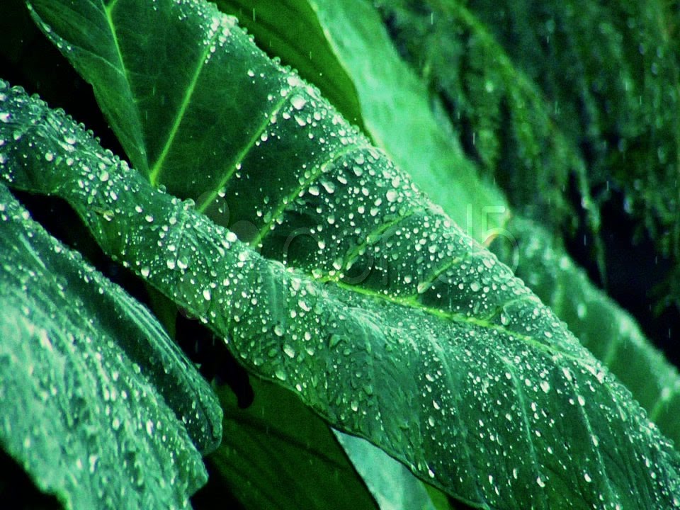 Island Rain. Stock Footage - YouTube