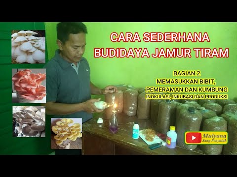 Cara Sederhana Membuat Jamur Tiram Bagian 2 (Inokulasi, Inkubasi, Produksi)