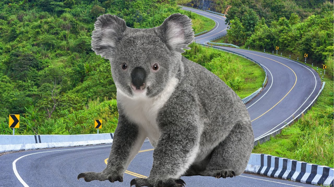 Animals - world - Koala - English Documentary - YouTube