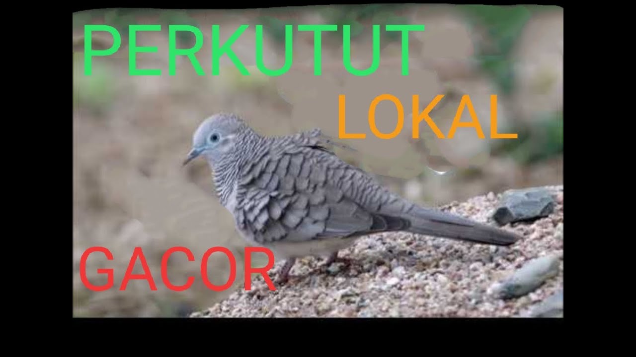 SUARA BURUNG MERBUK KAMPUNG Perkutut Terlepas - YouTube