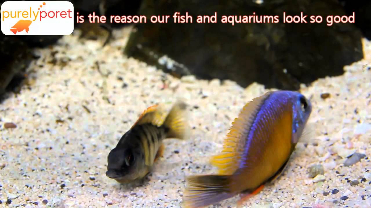 All male African Cichlid Aquariums filtered with Poret foam - YouTube