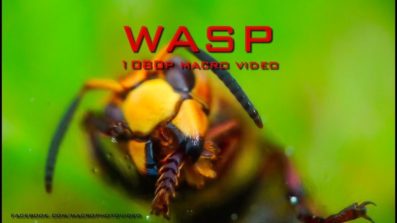 Wasp (macro video 1080p) / Vapsva (makro video 1080p) - YouTube