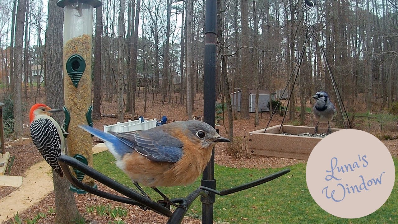 Backyard Birds Feast on Peanuts & Sunflower Seeds | Bluebird, Blue Jay ...