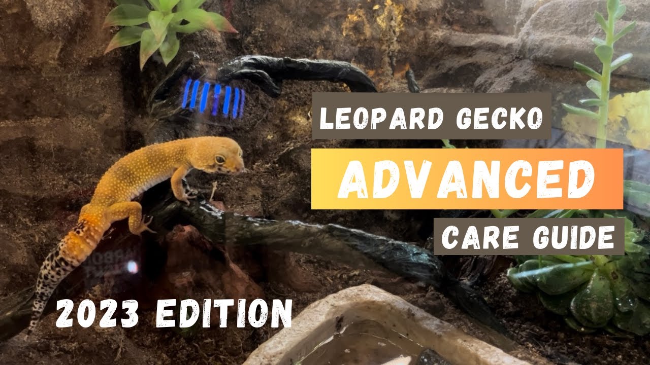 Leopard Gecko Care Guide - Advanced Care + Tips - YouTube