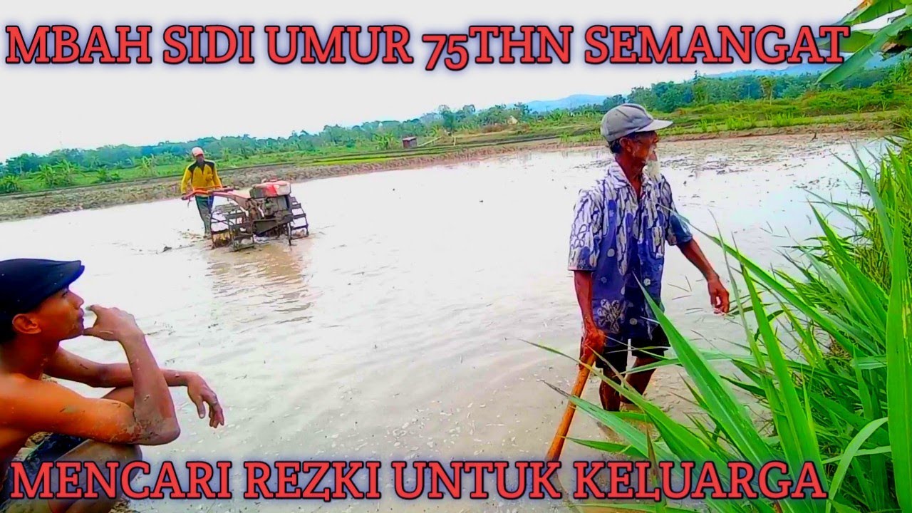 Belajar Bajak Sawah Youtube