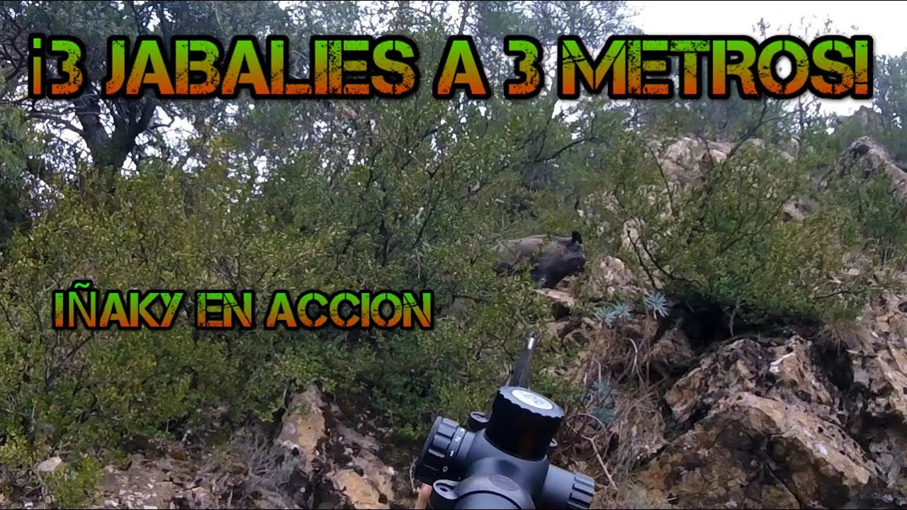 3 JABALIES A 3 METROS! - YouTube