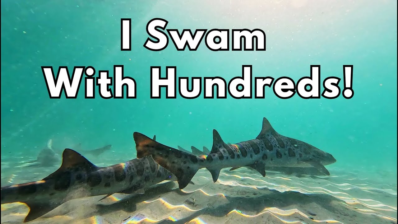 The Most Incredible Shark Encounter: Swimming with Leopard Sharks in La ...