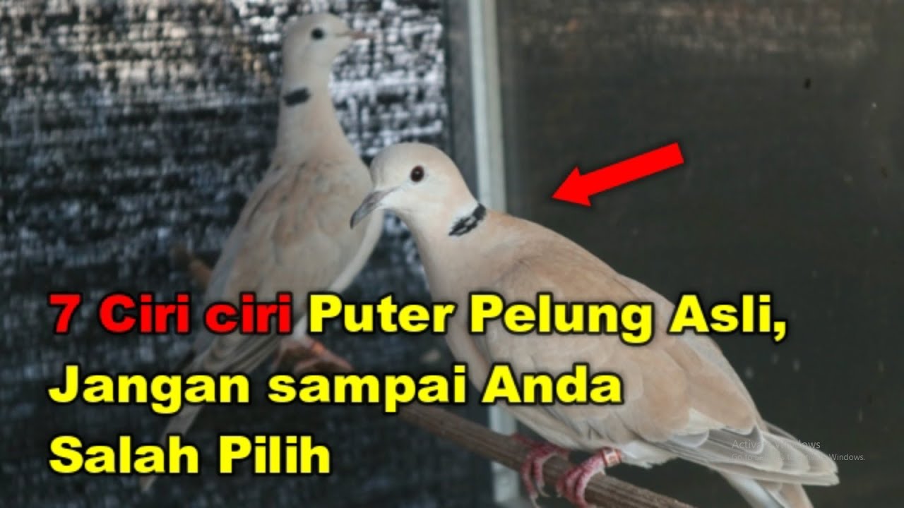 7 Ciri ciri Puter Pelung Asli, Jangan sampai Anda Salah Pilih - YouTube