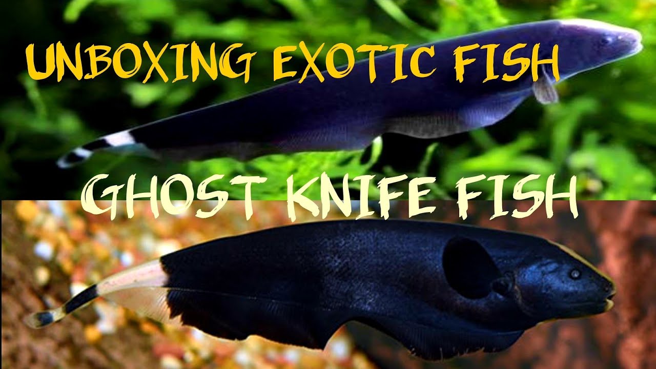 CARE GUIDE FOR GHOST KNIFE FISH 👻 👻😱👻😱👻 ,UNBOXING AQUATIC HYDROPHYTES ...