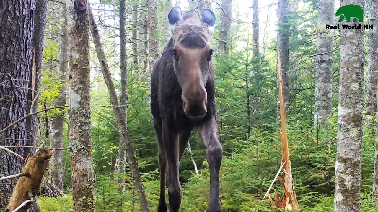 Tall Moose - White Mountains, NH - YouTube