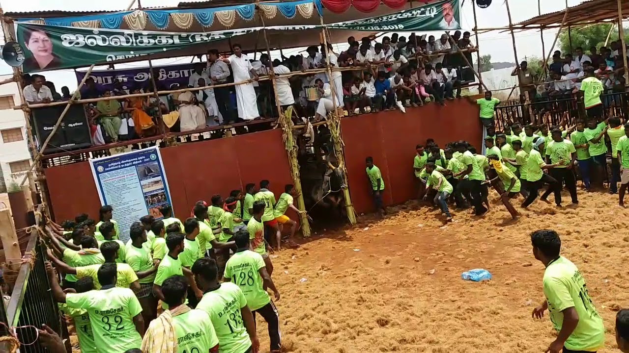 Sentharapatti jallikattu 2018 - YouTube