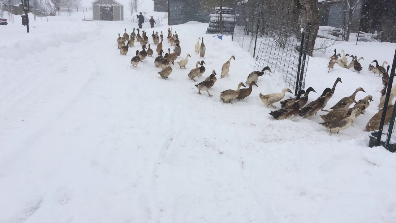 Quacking, Quivering Ducks Make Their Way Through the Snow For Breakfast ...