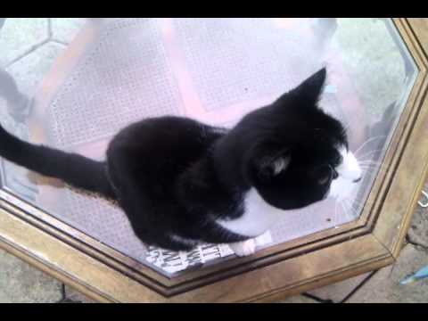Dreamies - The Treats That Make Cats Act Like Crack Addicts. - YouTube