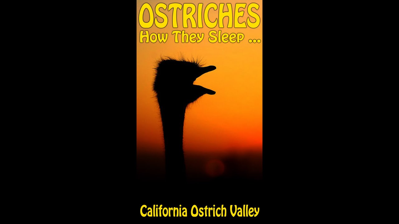 Ostriches. Did You Know How They Sleep?!... - YouTube