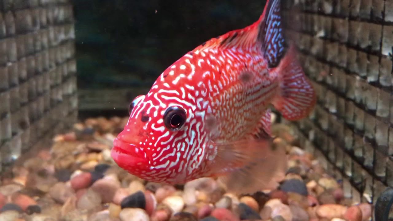 Super Red Texas F4 - YouTube