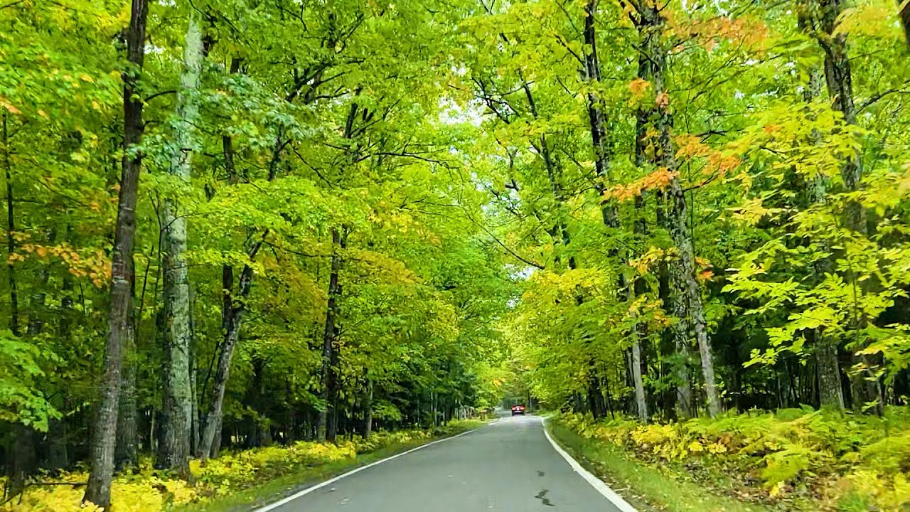 Driving Through Tunnel of Trees (M-119 Michigan) - YouTube