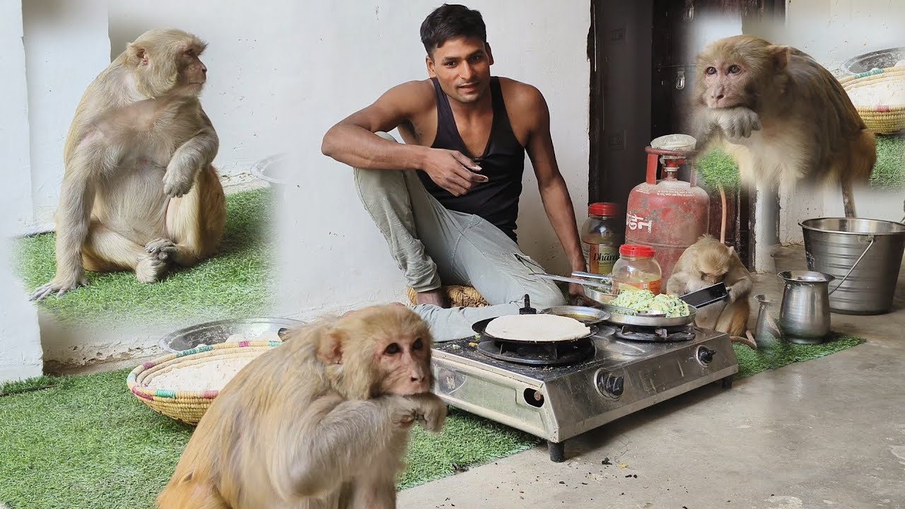 Akash Monkey Rani cooking Aloo paratha ।। मंकी रानी सिक्योरिटी कैसे ...