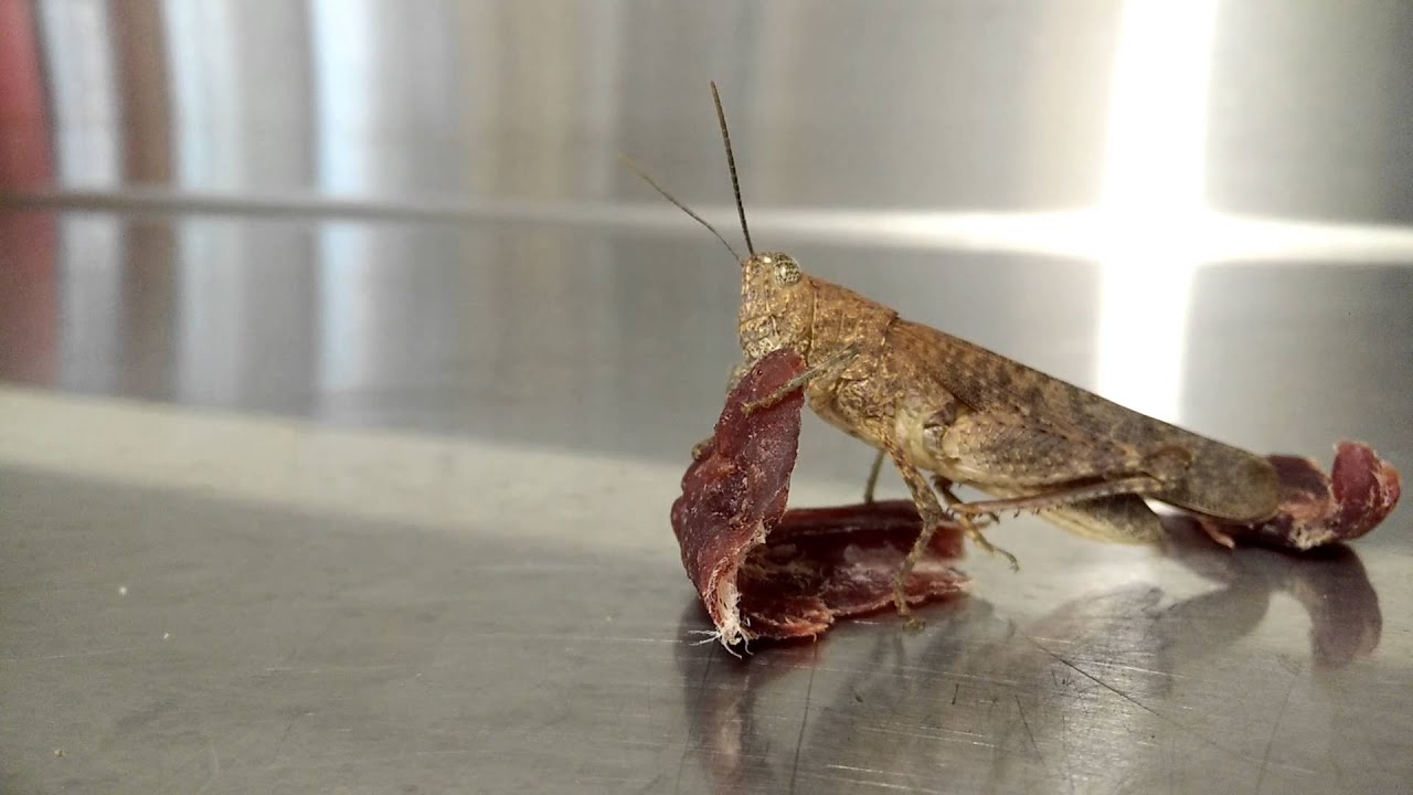 Meat eating grasshopper - YouTube