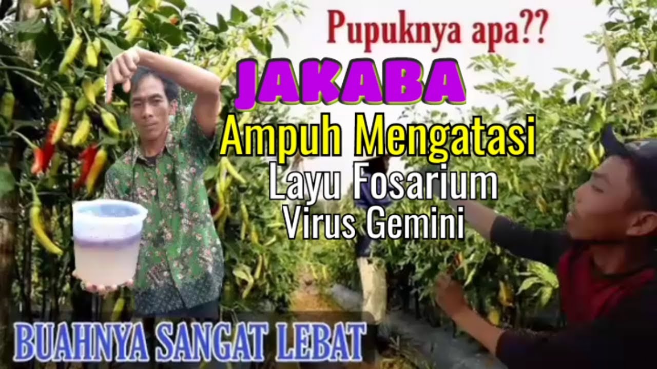 *Manfaat pupuk organik cair Jakaba"cara pengaplikasian jamur jakaba ...