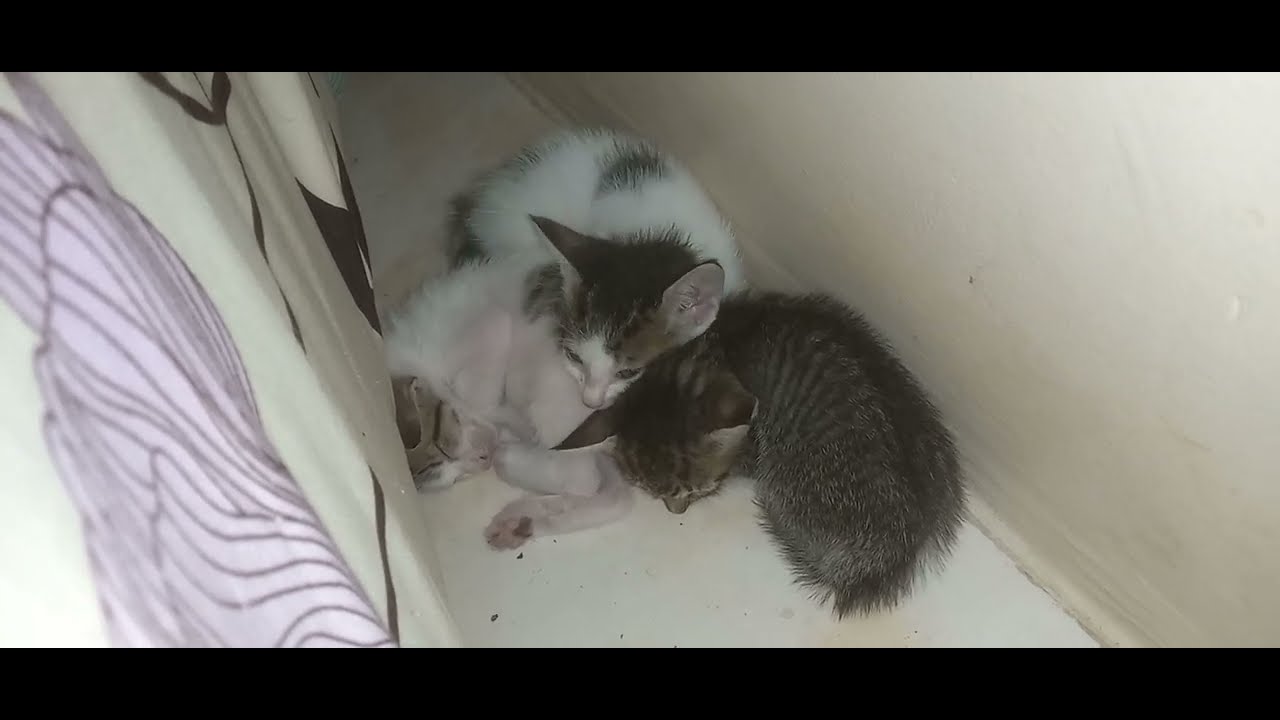 Cute Puspin Kittens - YouTube