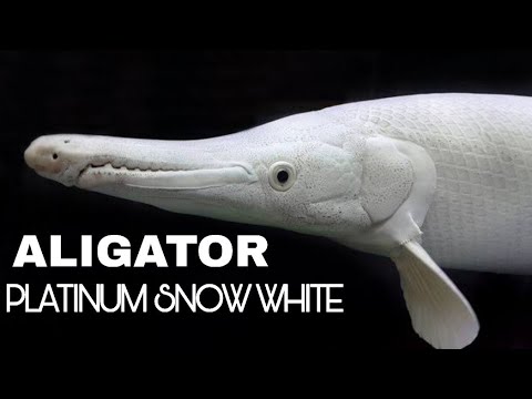 FAKTA UNIK ALIGATOR PLATINUM SNOW WHITE - YouTube