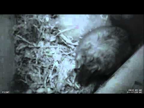 Northern Flying Squirrel in the squirrel box - YouTube