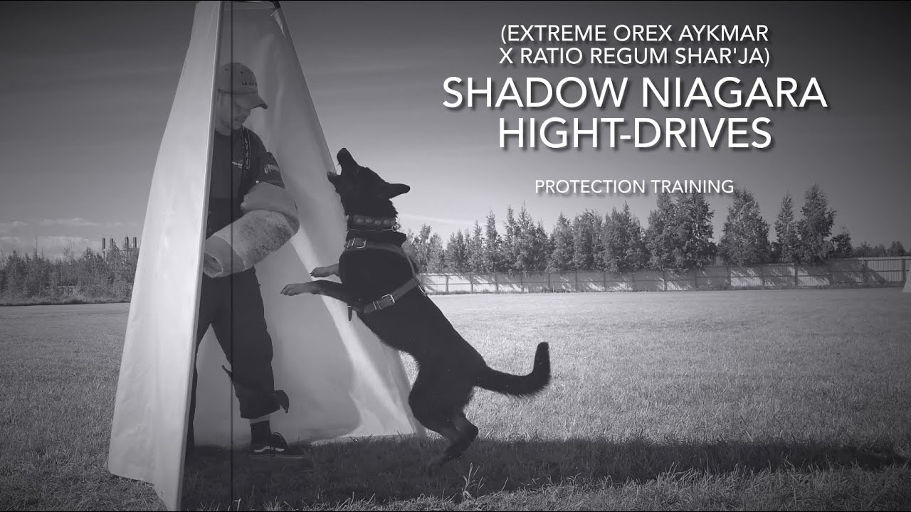 Shadow Niagara Hight-Drives - protection training - YouTube
