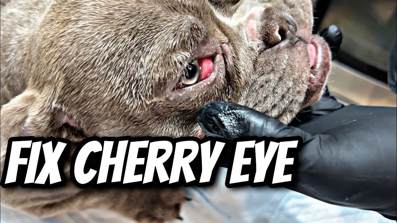 How to fix dogs cherry eye at home! - YouTube