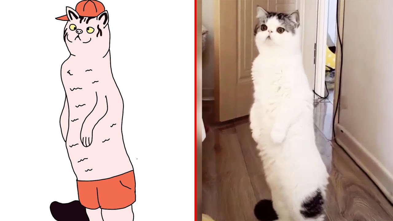 Cat Memes: Skibidi Toilet Cat Funniest Drawing meme | Trending Funny ...