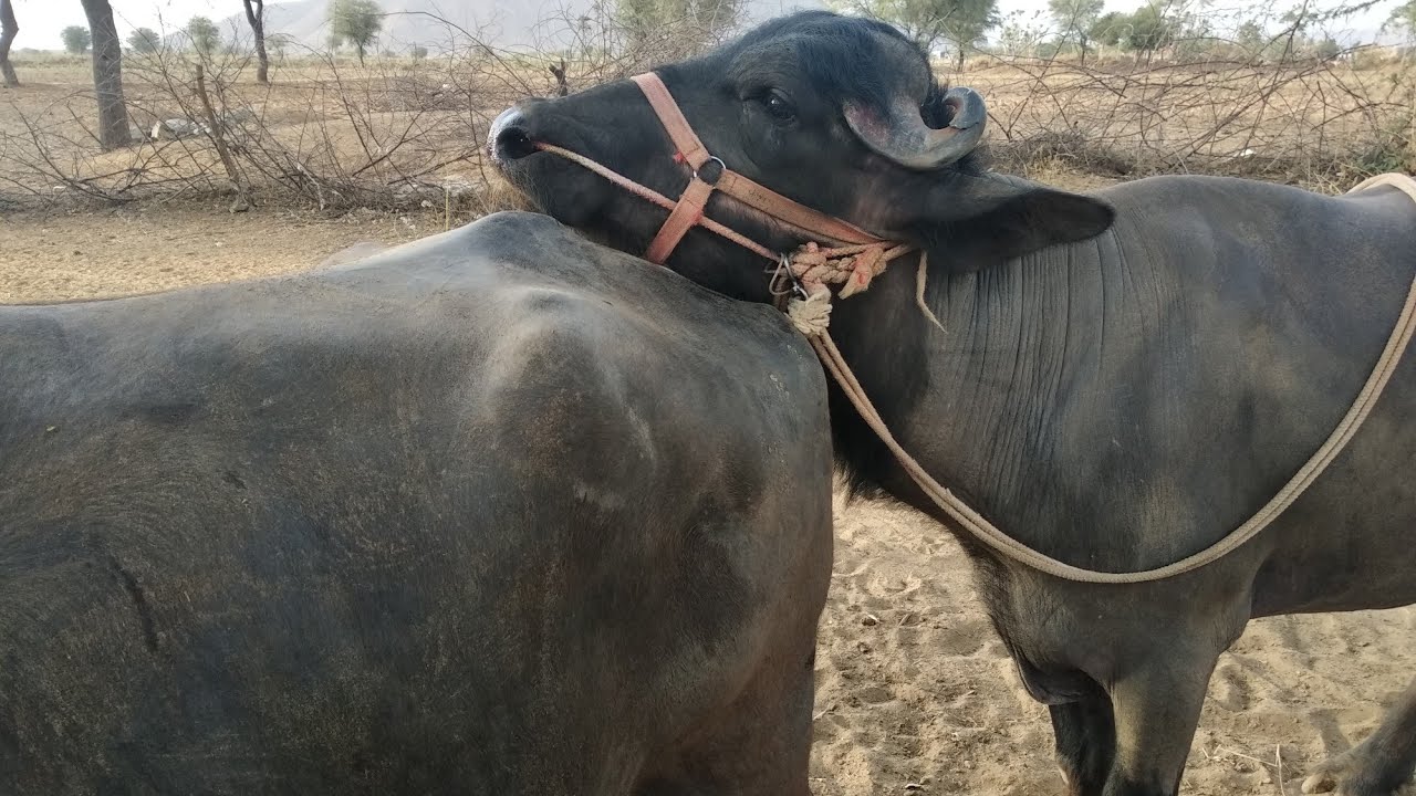 Real mating female and male || Haryani buffalo mating - YouTube