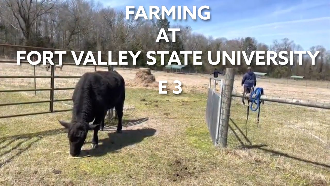 Farming Vlog Episode 3 (Part 1) | Farming at Fort Valley State ...