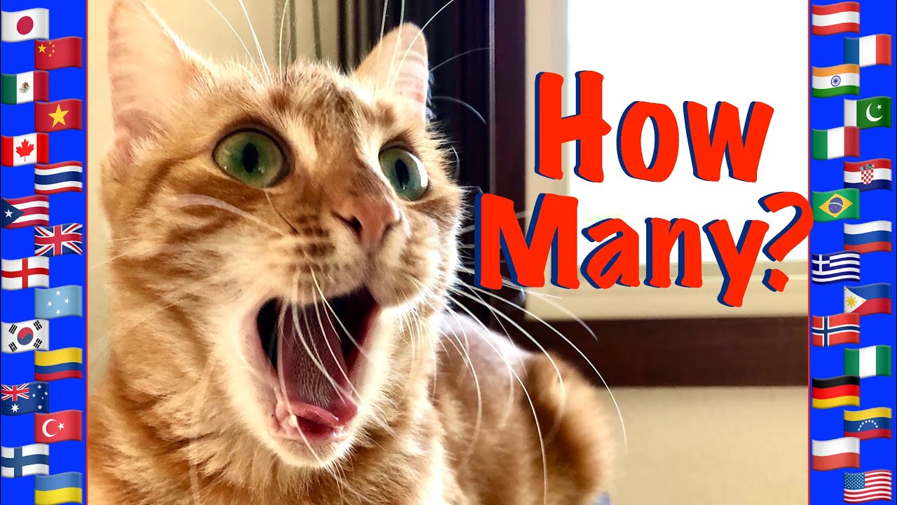 HOW MANY CATS ARE IN THE WORLD YouTube HOW MANY CATS ARE IN THE WORLD YouTube