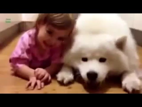 Usaqlar ve itlerin en maragli gulmeli videolari