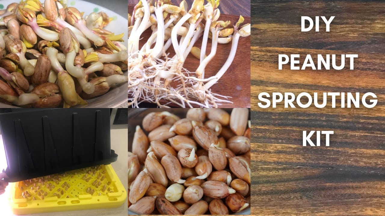 DIY PEANUT SPROUTING KIT 自己動手， 做花生芽發芽箱 - YouTube