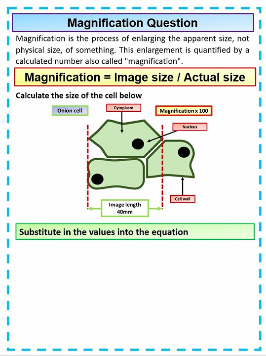 How to Answer a GCSE Biology Magnification Question - YouTube
