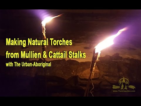 Making Natural Torches from Mullien & Cattail w/ The Urban-Aboriginal ...