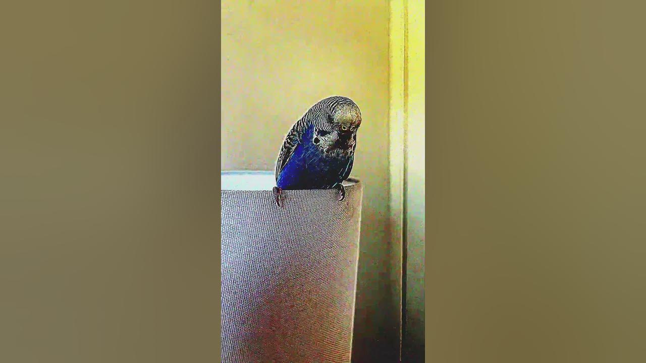 Amiro using YouTube filters part 3/10 - YouTube