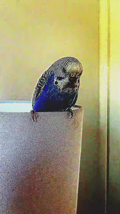 Amiro using YouTube filters part 3/10 - YouTube